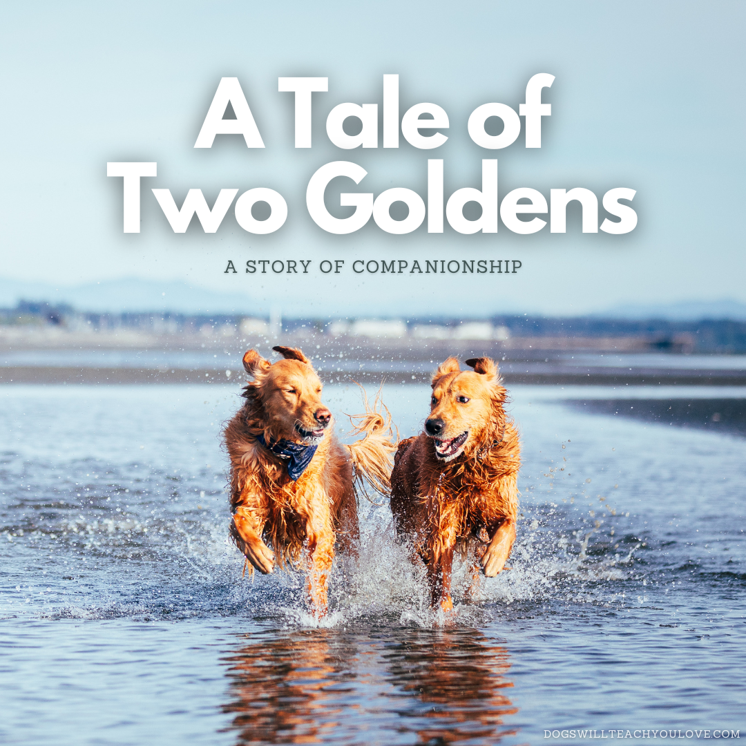 A Tale of Two Goldens: A Story of Companionship – Dogs Will Teach You Love